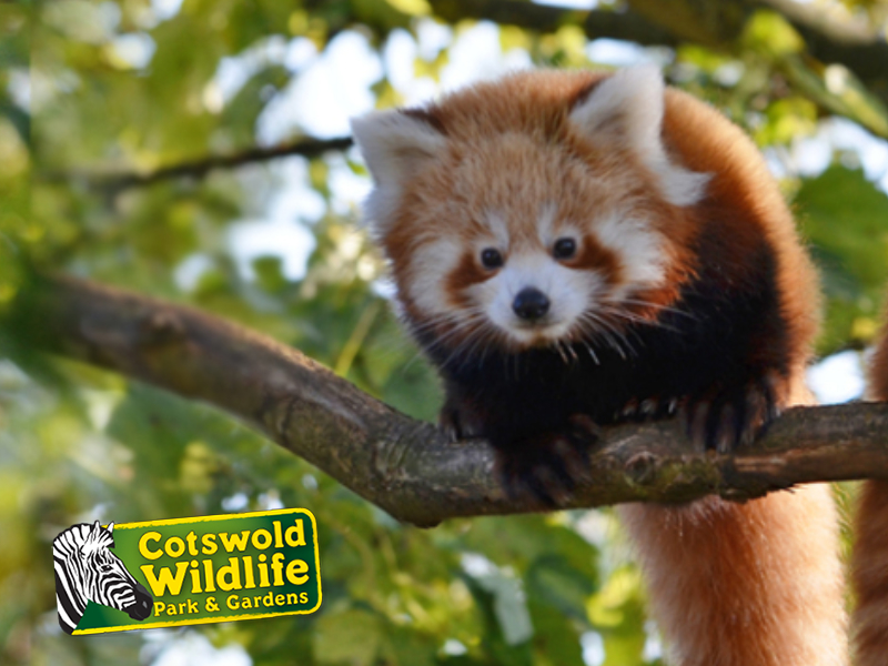 Visitor+ Have a ROARsome Day Out in The Cotswolds